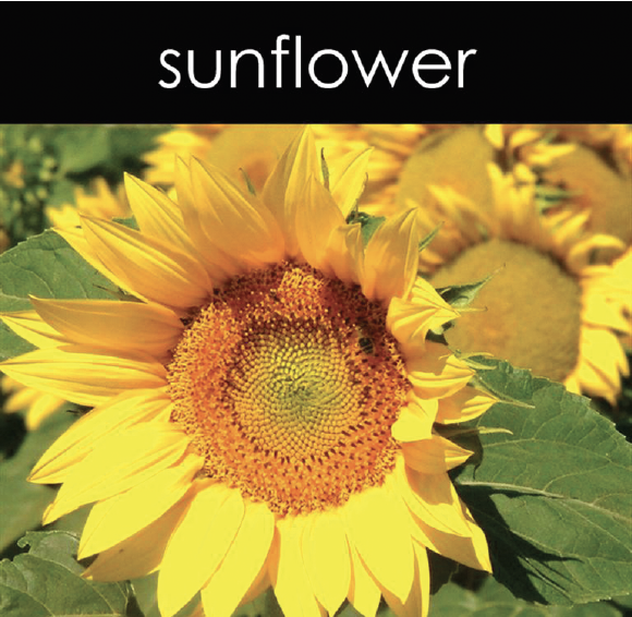 Sunflower Fragrance Oil – Candle Chemistry